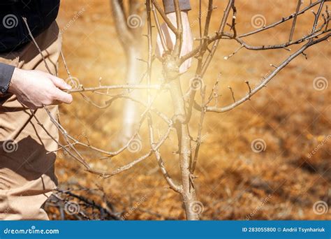 Spring Formative Pruning Of The Tree And Formation Of The Tree Crown