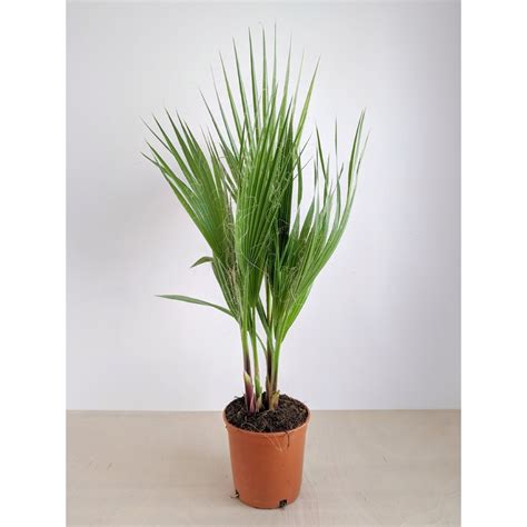 Washingtonia Robusta Mexican Fan Palm Welovetropicalplants Indoor