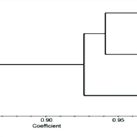 Dendrogram Representing The Genetic Relationship Among Three