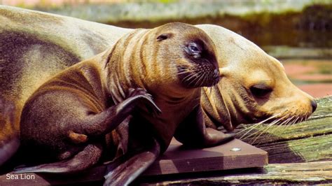 From Shore To Surf The Extraordinary World Of Sea Lions Naturegeeky