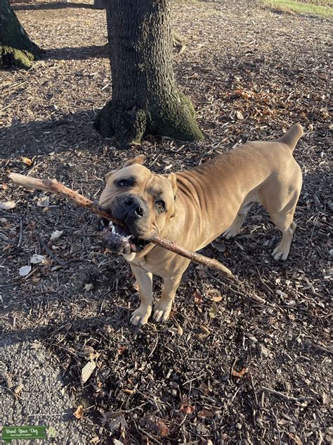 Champion Pure Bred Cane Corso Fawn Formentino Coated 3 5 Years Old