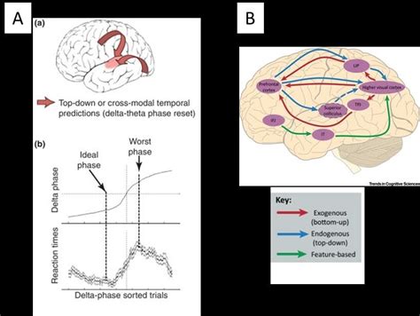 1 Temporal Prediction And Selective Attention A The Phase Of Download Scientific Diagram