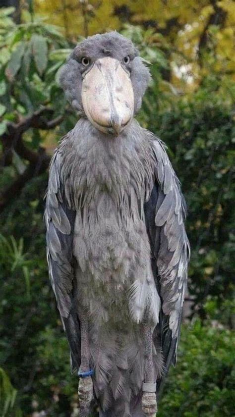 Shoebills Every Hour On Artofit