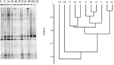 Dynamics Of The Lactic Acid Bacteria Population In Cocoa Fermentation Download Scientific