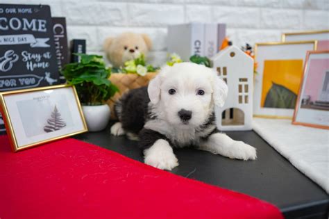 올드잉글리쉬쉽독분양 사랑스러운 애기 강아지 요요 골든리트리버분양 라브라도리트리버분양 보더콜리분양 도베르만분양 사모예드분양 올드잉글리쉬쉽독분양 시베리안허스키분양 말라뮤트