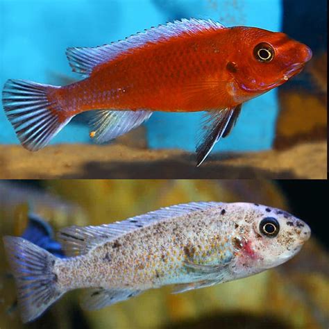 Chilumba Red Available Roxy Aquarium