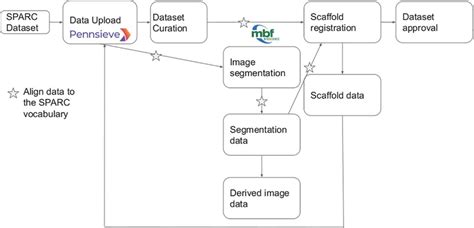 Overview Of Sparc Data Workflow Modified From Osanlouy Et Al 2021 Download Scientific
