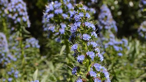 Orto Botanico Di Napoli 6d The Chromo Sensory Garden