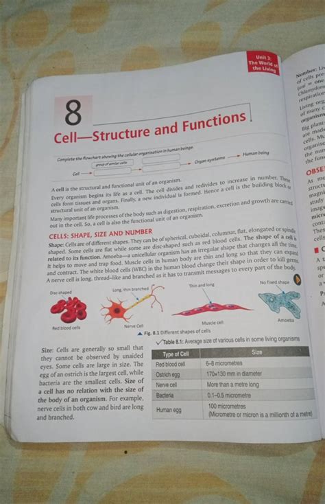 8cell structure and functionscomplete the flowchart showing the cellula