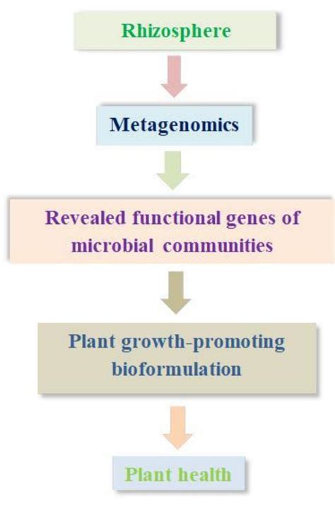 Flowchart Displaying The Metagenomics Studies Of Rhizosphere