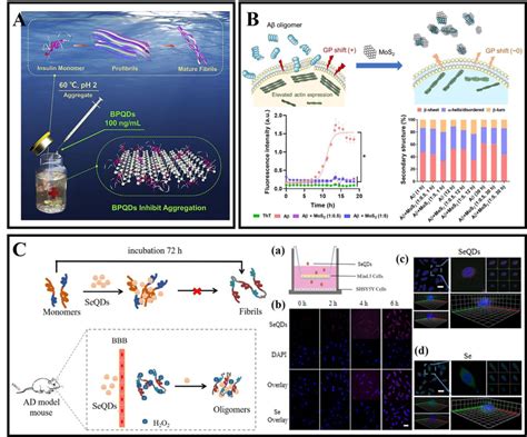 A Amyloid Aggregation Of Insulin In The Absence And Presence Of