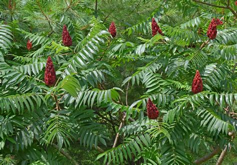 Do Deer Eat Sumac Berries At Patsy Morris Blog
