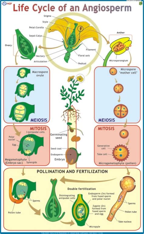 Angiosperm Chart Vidya Chitr Prakashan Vcp