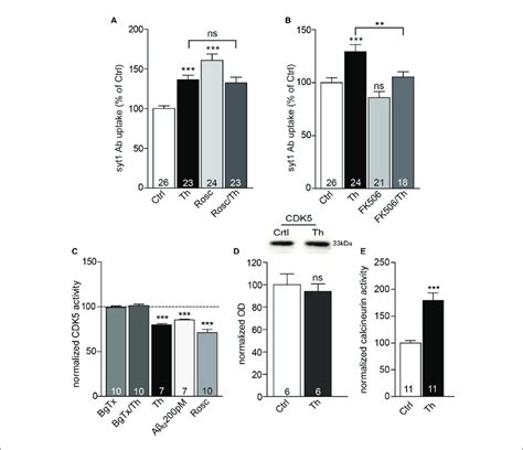 Cdk5 And Calcineurin Are Involved In Aβ Driven Presynaptic Download Scientific Diagram