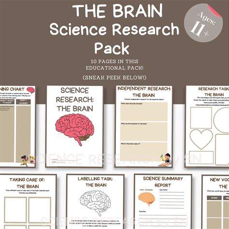 Ks2ks3 The Brain Printabledigital Science Activity Pack Etsy