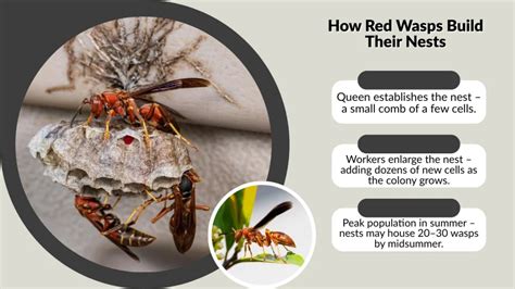 Red Wasp Nest Identification Dangers And Safe Removal Guide