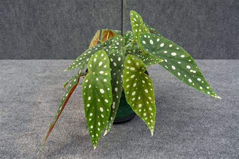 Begonia Maculata 6″ Pot 305 Greenery Inc