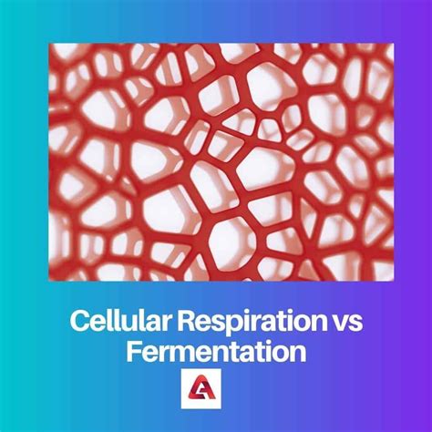 Cellular Respiration Vs Fermentation Difference And Comparison