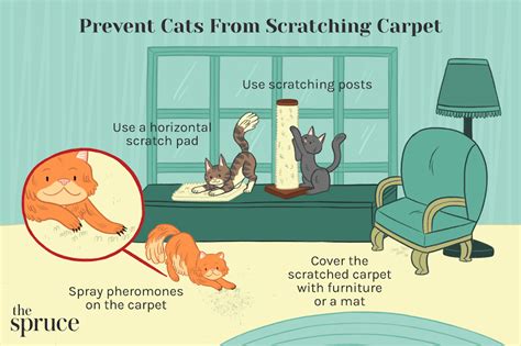 How To Stop Cats From Scratching Your Furniture Peeing Everywhere