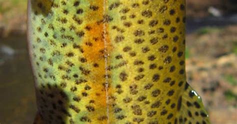 Rainbow Trout Pattern Shot Imgur