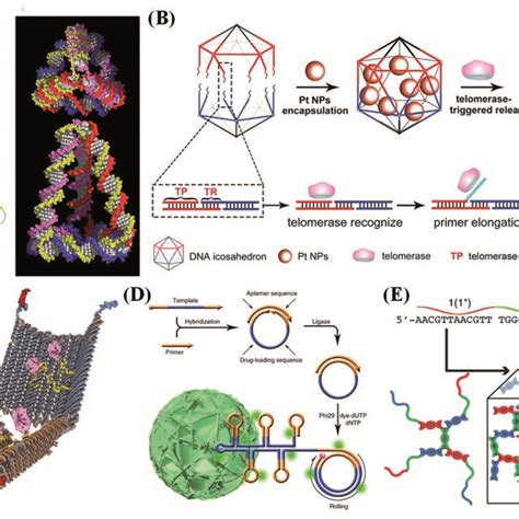 Typical 1d Nanostructure Based Probe Design Strategies A Dna