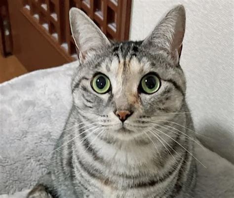 「いろいろ丸くて、とてもかわいい」猫ちゃんに、snsユーザー「かわいい」連発！ まんまるお目目がとてもかわいい！ Limo くらしとお