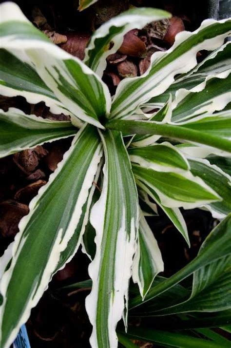 Hosta Hi Ho Silver Secret Garden Growers