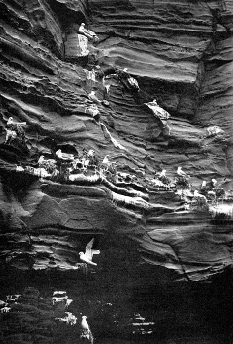 On Air Cherry Kearton Photographing A Shag