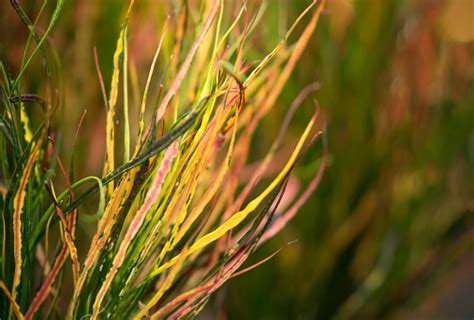 필드에 화려한 줄무늬 잎의 자연스러운 배경 배경에 대한 텍스트와 아이디어의 공간을 복사합니다 0명에 대한 스톡 사진 및 기타 이미지 Istock