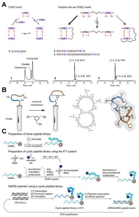Design Of Cell Specific Targeting Peptides For Cancer Therapy