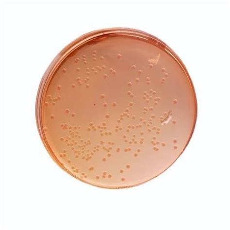 Gmh081 Macconkey Agar Granulated At ₹ 4814kg In Paonta Sahib Id