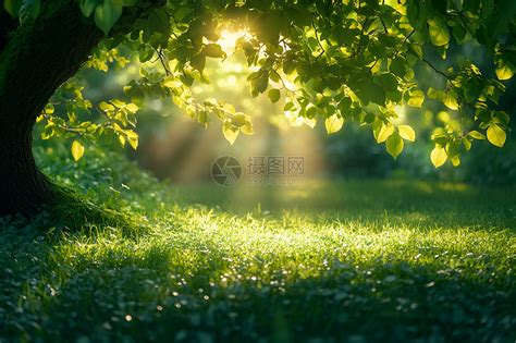 阳光透过树叶洒下来高清图片下载 正版图片601627441 摄图网