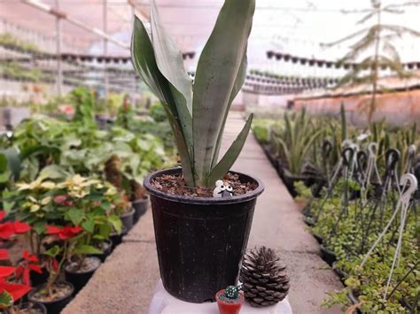 راهنمای کامل نگهداری سانسوریا سیلور مهتابی