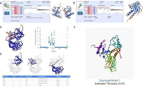 Structural Modeling Of Putative Smad3 A Swiss Model Results From