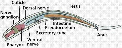 Nematoda Phylum Digestive System