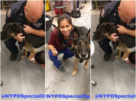 Nypd K 9 Is Back On The Job After Injuries During Gun Raid Gowanus