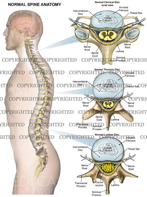 Lumbar Spine Anatomy