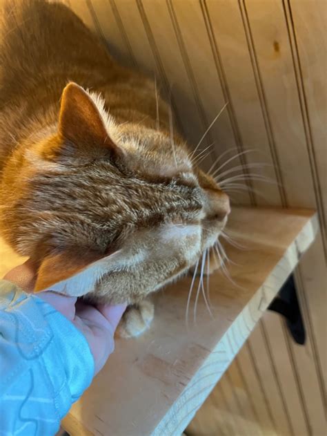 Tiny Tails Lodge Paw Partner