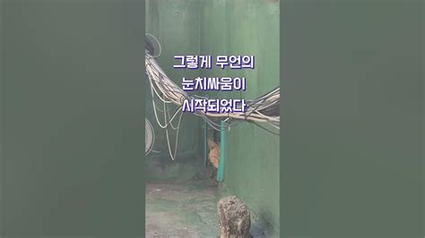 고양이랑 무언의 눈치싸움 해보신분🤚 낯선시선의 끝에는 귀여운 냥이가 ㅎㅎ 일상 고양이 Youtube