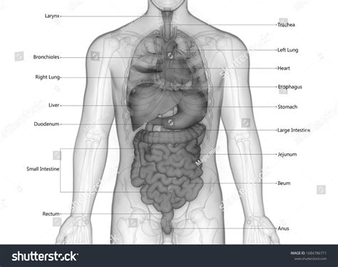 Human Internal Organs Described Labels Anatomy ภาพประกอบสต็อก 1684786771