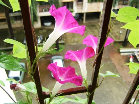 Ipomoea Nil Eflora Of India