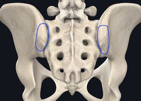 Bone Marrow Biopsy In Clinical Practice Classical Hematology