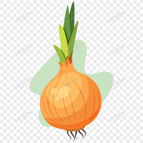 양파 야채 그림 Png 일러스트 무료 다운로드 Lovepik