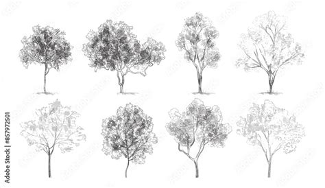 Side View Sketch Tree Line Drawing Set Of Graphics Trees Elements Outline Symbol For