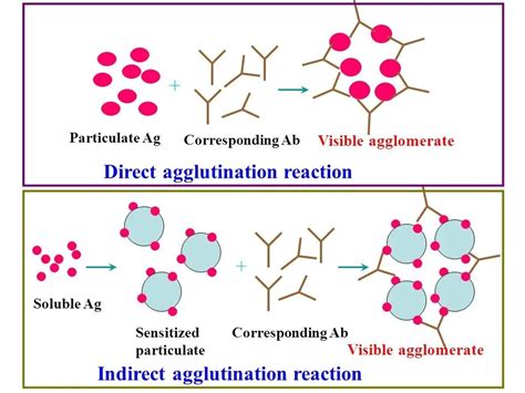 Agglutination Test Definition Types Uses Advantages Disadvantages Biology Notes Online