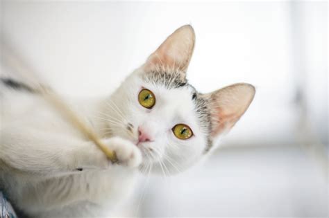 노란 눈을 가진 아름 다운 백색 고양이의 귀여운 정면 초상화 철사로 재생 하 고 카메라를 쳐다 갈고리 발톱에 대한 스톡 사진 및