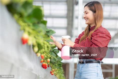 아름다운 기업가 젊은 아시아 여성은 온실 재배 원예 수확을 위해 농업을 하는 여성 소규모 비즈니스 개념에서 농장에 서서 딸기 식물에 물을 줍니다 건강한 생활방식에 대한 스톡