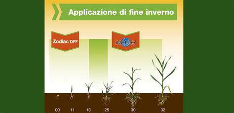 Incelo Nuovo Diserbo Per Graminacee Di Bayer Crop Science