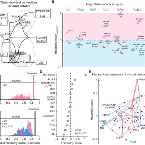 hierarchical organization of cc inputs a major reciprocal download scientific diagram