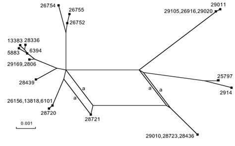 Split Decomposition Analysis Based On Hamming Distances Of Ligase